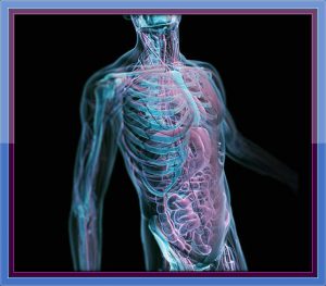 Your Amazing Biological Machine: An Overview | GrapeGate