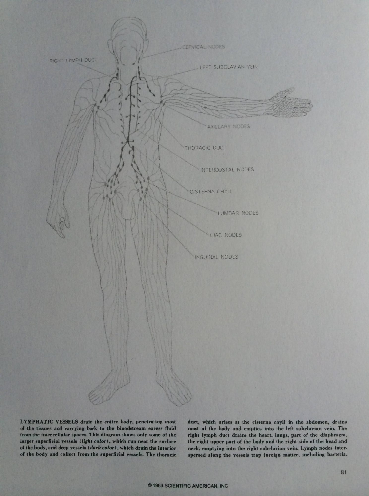 When Life-Saving Research is Buried (Appendix) | GrapeGate